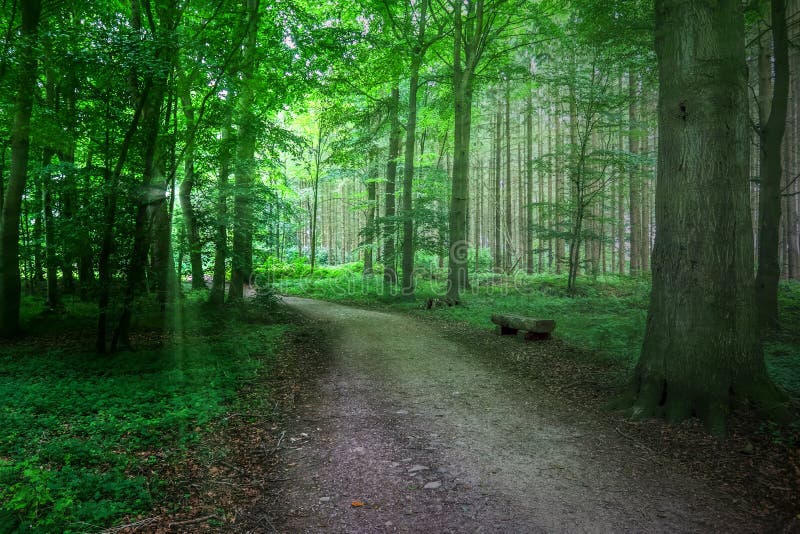 Mysterious View into a Magical and Spooky Forest with Light Beams Stock ...