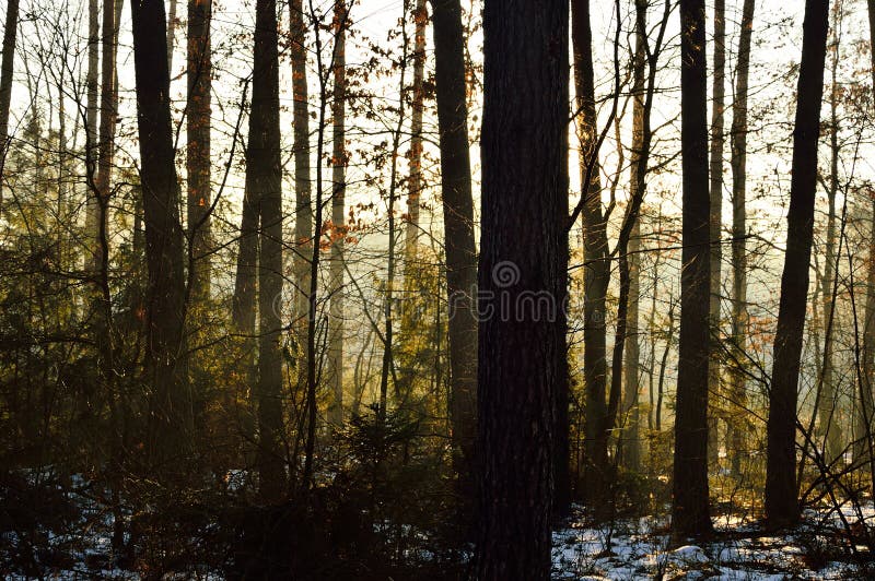 A Mysterious Winter Forest on a Frosty Cold Day Stock Image - Image of ...