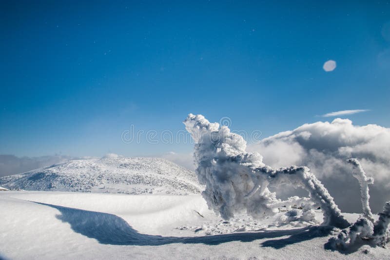 Mysterious Winter Landscape Majestic Mountains with Snow Covered Tree ...
