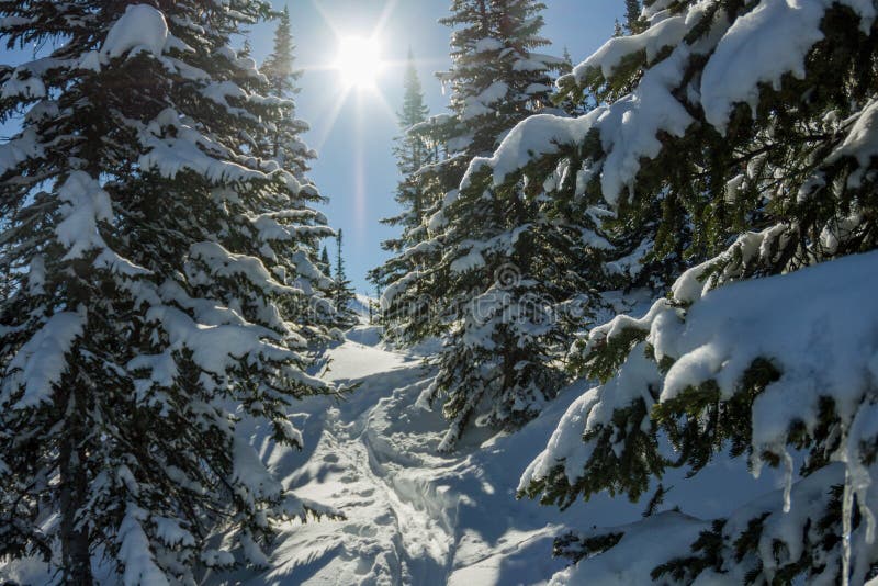 Mysterious Winter Landscape Mountains in Winter Trees Covered Snow ...