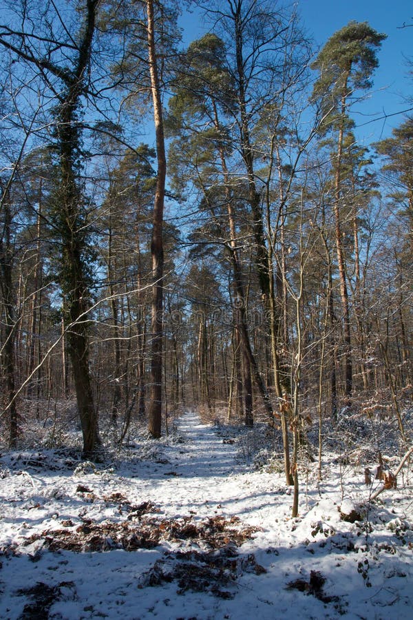Mysterious winter path stock image. Image of bright, blue - 29177669