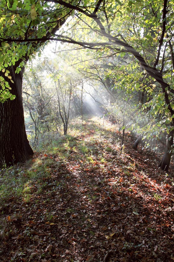 Mystery forest stock image. Image of ground, forest, dawn - 16506465
