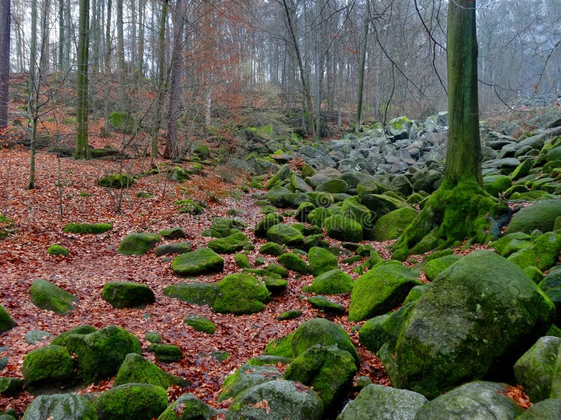 Mystery Forest stock image. Image of mystic, dramatic - 37451495