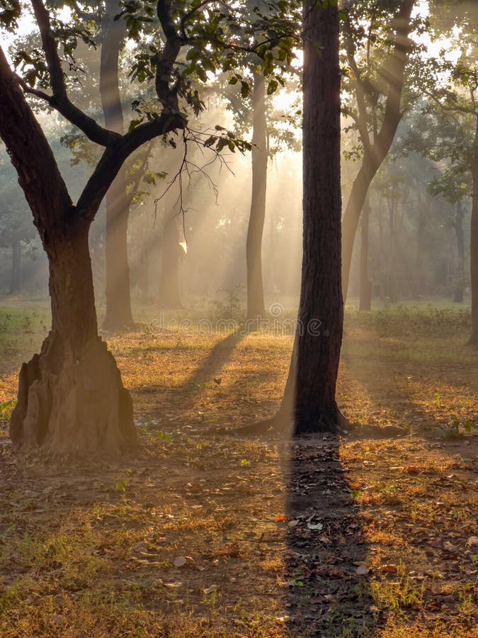 Mystery of forest stock photo. Image of forest, scenery - 270435754