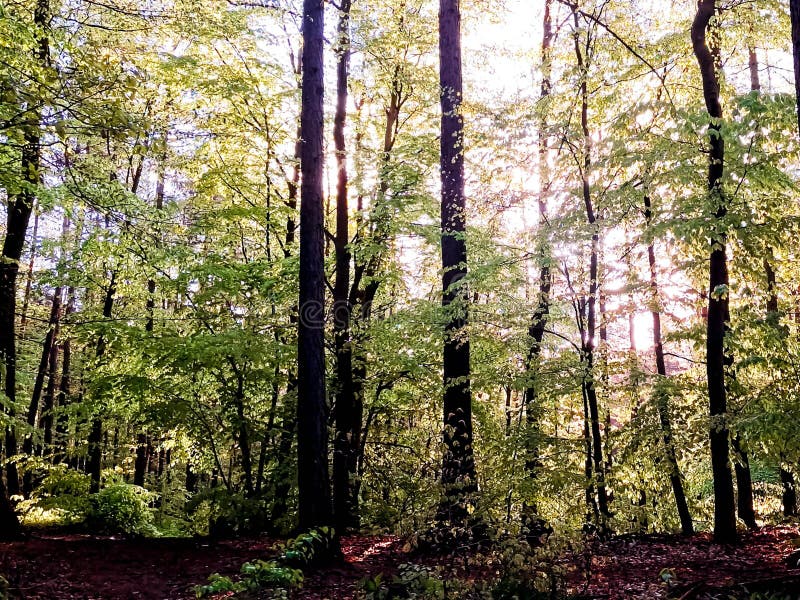 Mystery forest in summer stock photo. Image of environment - 390537958