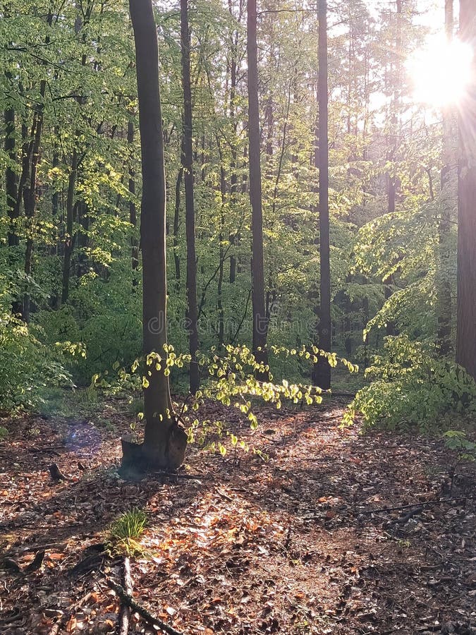 Mystery forest in summer stock photo. Image of natural - 390537980