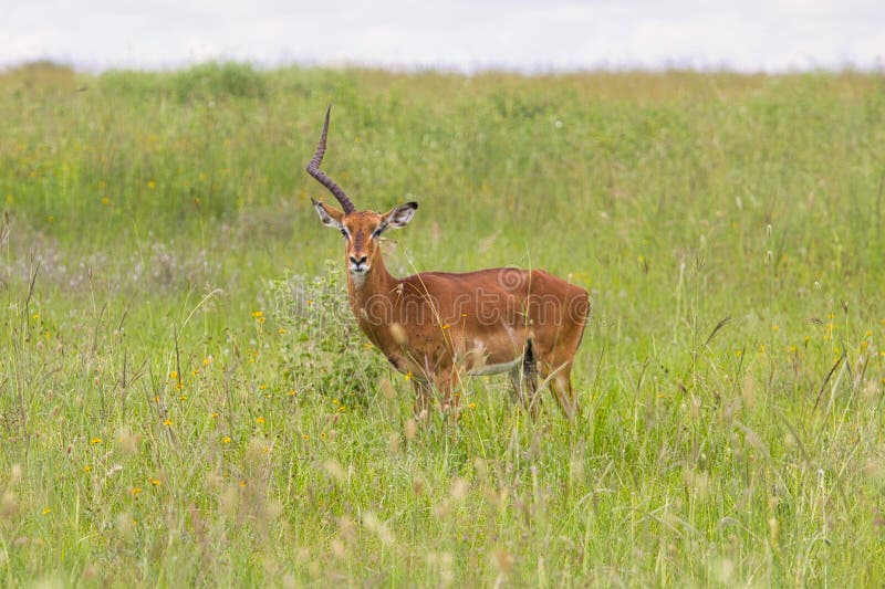 Impala Missing a Horn in the Savannah Stock Image - Image of grazing ...