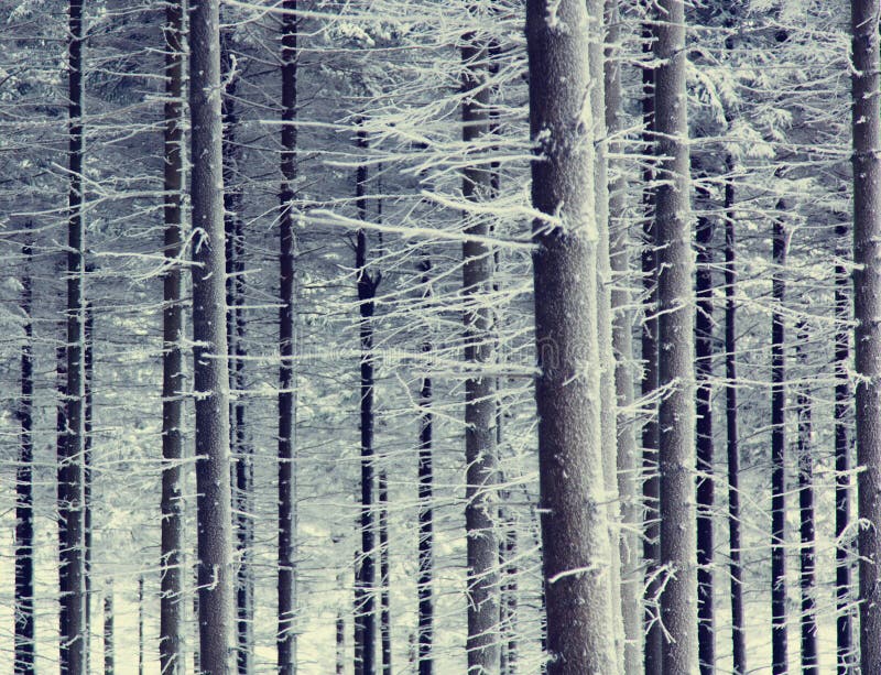 Mystery snow forest stock photo. Image of cool, black - 83874072