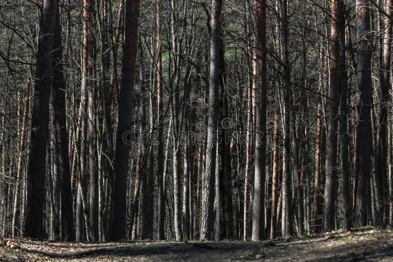 The Mystery of the Trees and the Forest, the Captivity of Emotions ...