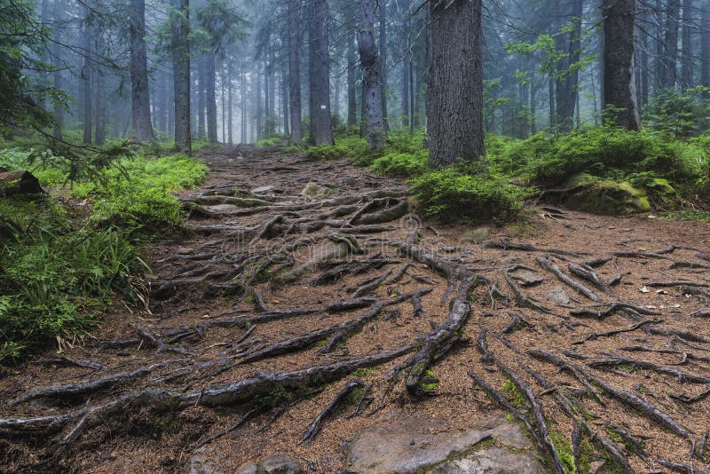 Mystic deep forest stock image. Image of dream, branches - 255224095