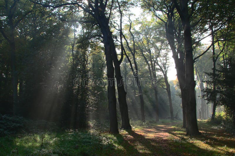 Mystic Dutch Forest Picture. Image: 13617637