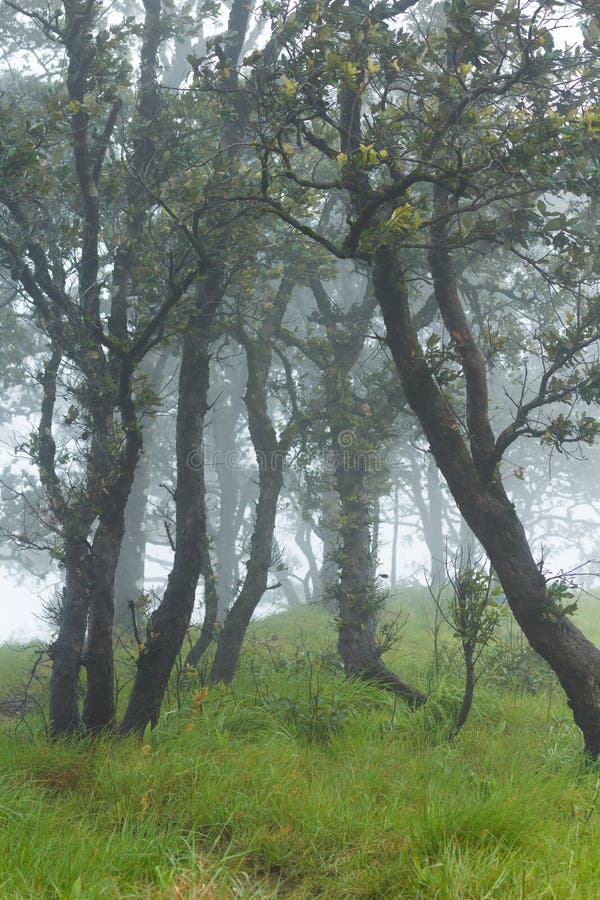 Mystic field stock image. Image of nature, rainy, hike - 67645427