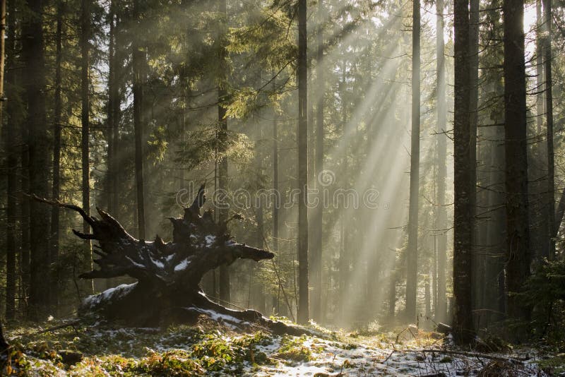 Mystic forest stock photo. Image of elfish, forest, trees - 12756664