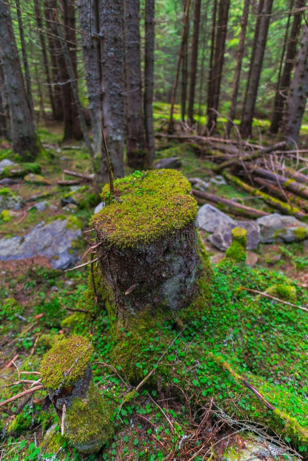 Mystic Forest in the Mountains Stock Photo - Image of inside, moon ...