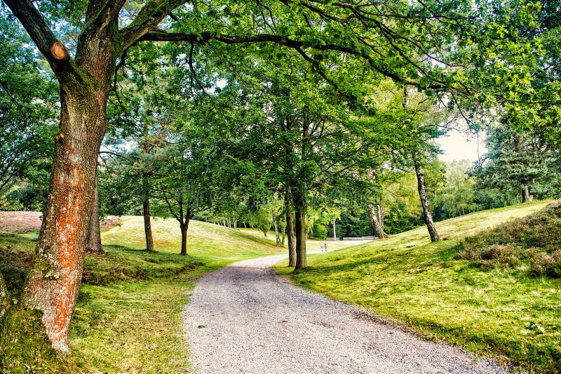 Mystic Forest Path with Intersting Lightning from the Side. Road in the ...