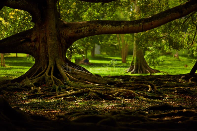 Mystic garden stock image. Image of forest, green, rough - 50576193