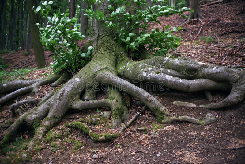 Mystic Giant Tree Roots in the Deep Green Forest Stock Photo - Image of ...
