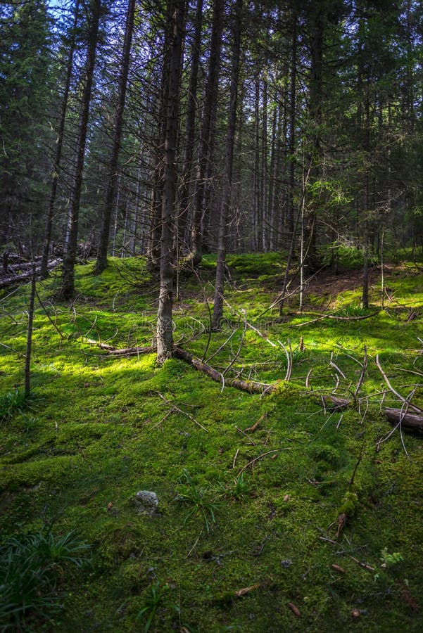 Landscape Inside of the Forest Stock Image - Image of regia, green ...