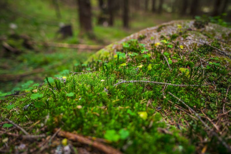 Landscape Inside of the Forest Stock Photo - Image of amazing, flowing ...