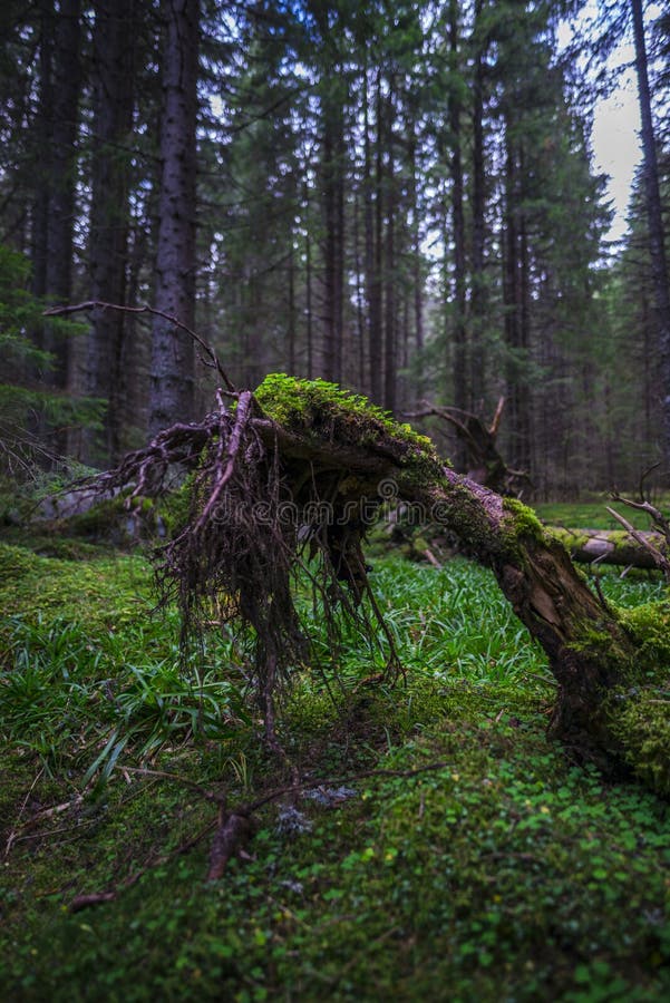 Landscape Inside of the Forest Stock Photo - Image of auitumn ...