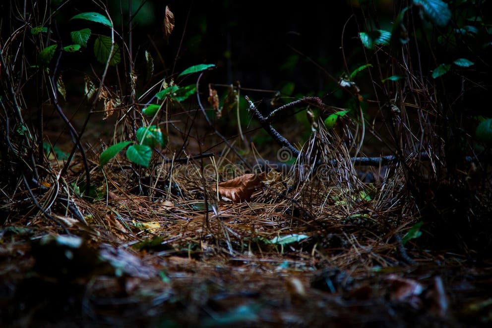 Magical Light in the Forest Stock Image - Image of tree, path: 30108953