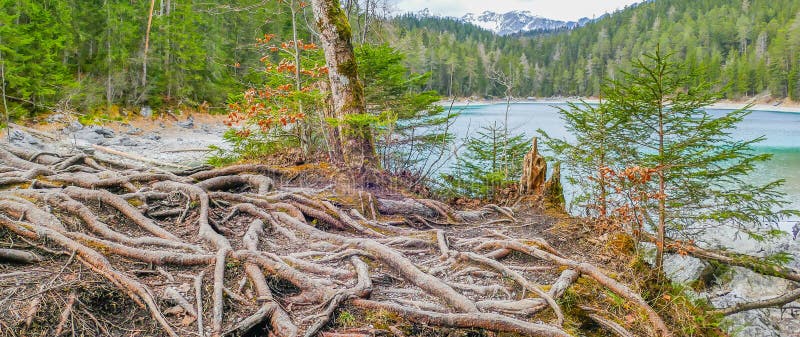 Tree Root Network in Front of Mountain Lake Stock Image - Image of ...