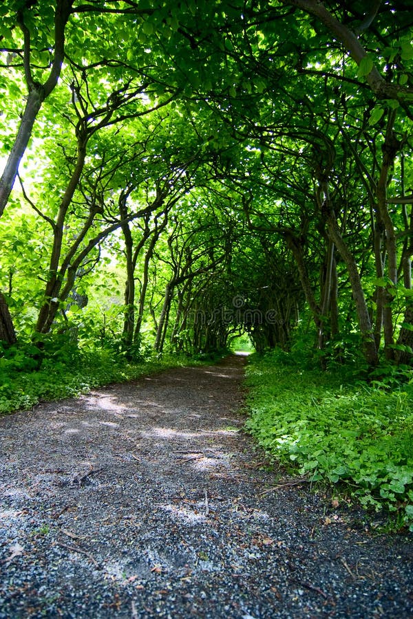 Mystic Path stock photo. Image of hidden, botanical, shade - 4710706