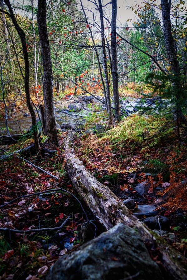 Mystic path in the forest stock photo. Image of leaves - 114780802