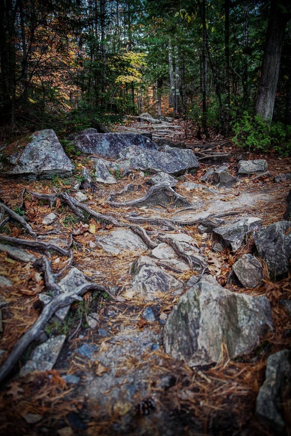 Mystic path in the forest stock photo. Image of leaves - 114780802