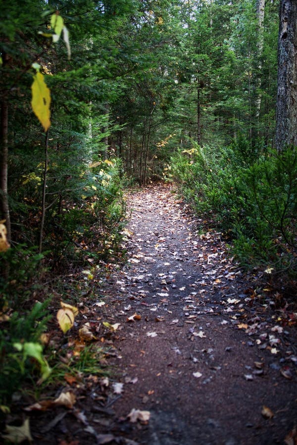 Mystic path in the forest stock image. Image of mysticalnature - 129422681