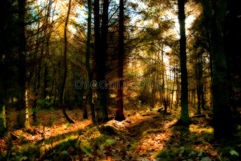 Night forest stock image. Image of orange, night, nature - 2069733