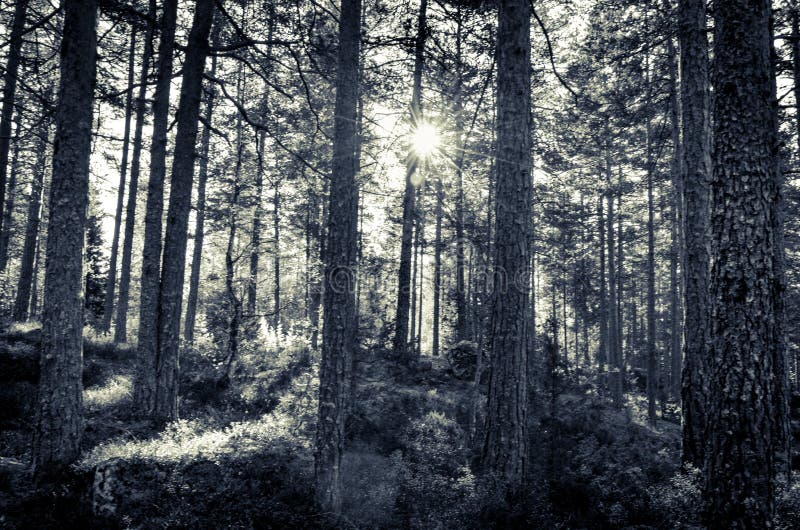 Mystic Spooky Blue Forest Tree Landscape Stock Image - Image of lovely ...