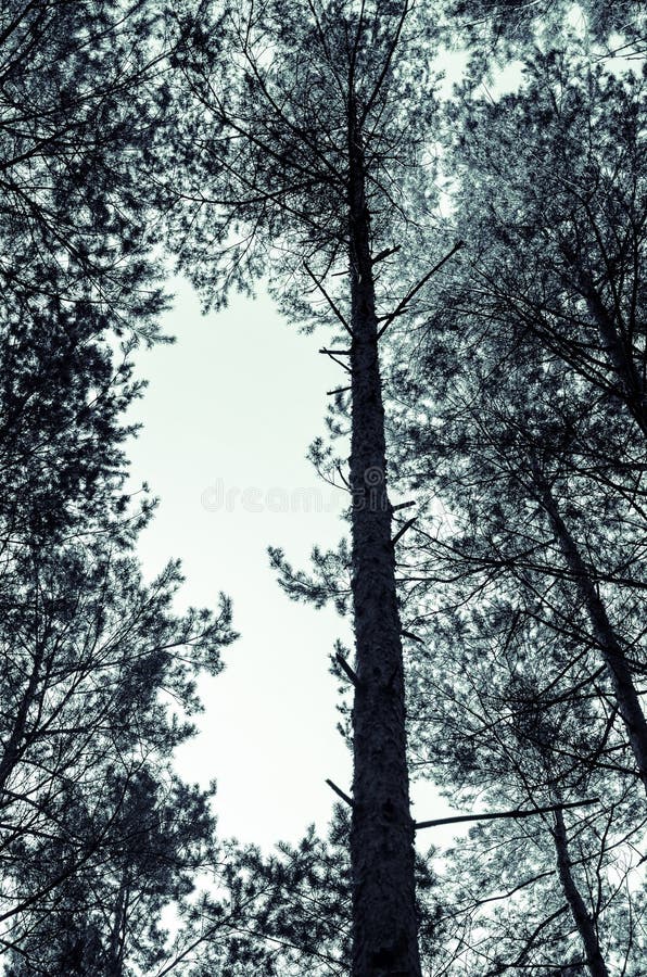 Mystic Spooky Blue Forest Tree Landscape Stock Image - Image of lovely ...