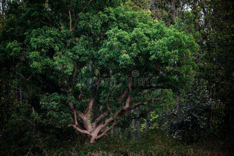 Mystic tree. stock photo. Image of leaf, india, mystery - 15682876