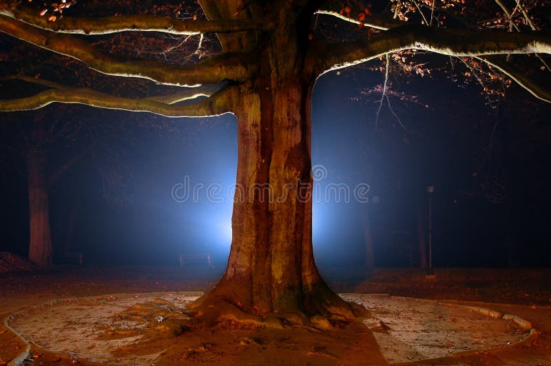 Mystic tree stock photo. Image of dawn, morning, landscape - 23055818