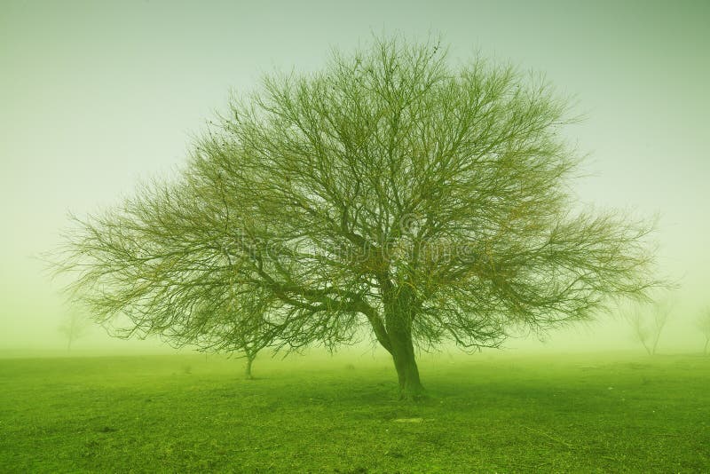 Mystic tree stock photo. Image of forrest, misty, countryside - 72702350