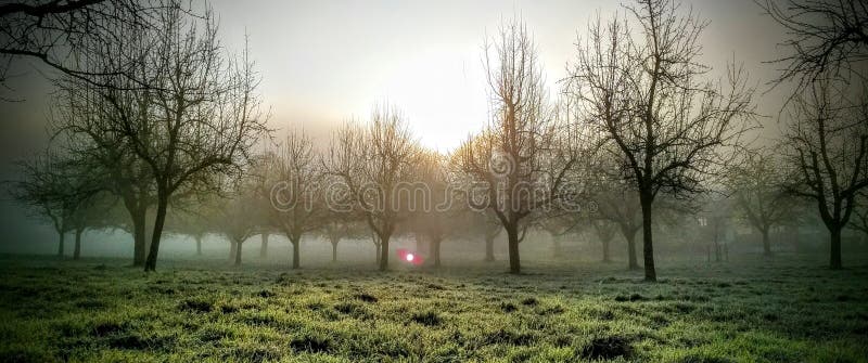 Mystic Trees stock image. Image of trees, mystic, mist - 70357919