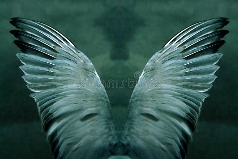 9,328 Flutter Wings Stock Photos - Free & Royalty-Free Stock Photos ...