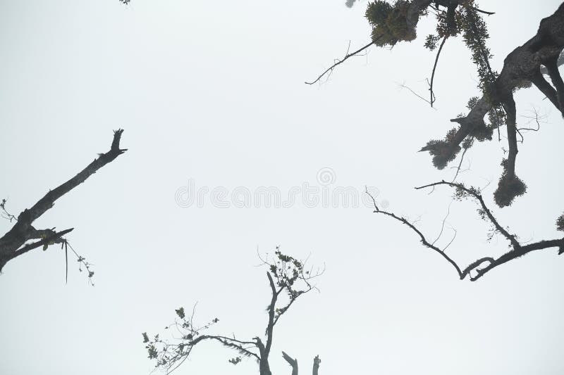 Mystical Atmosphere in a Destroyed Forest on a Volcano after an Ash ...