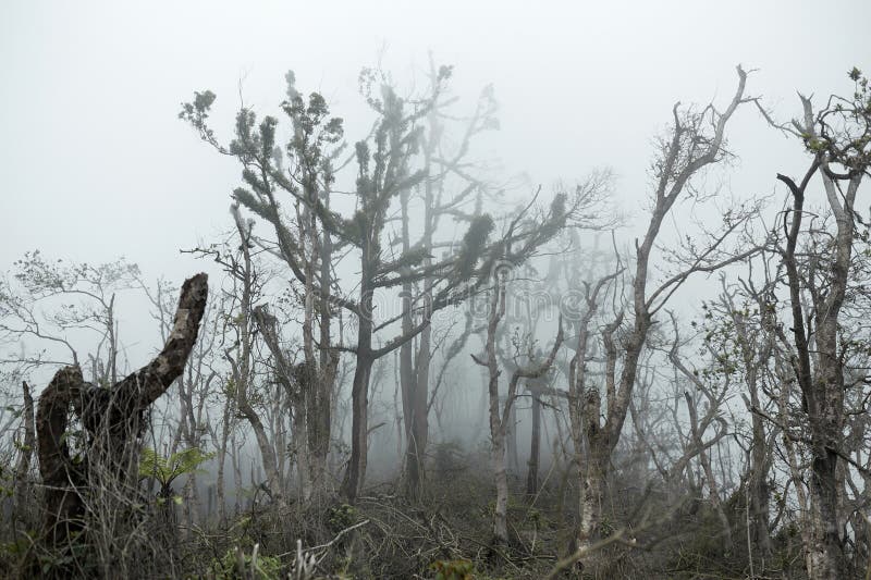 Mystical Atmosphere in a Destroyed Forest on a Volcano after an Ash ...