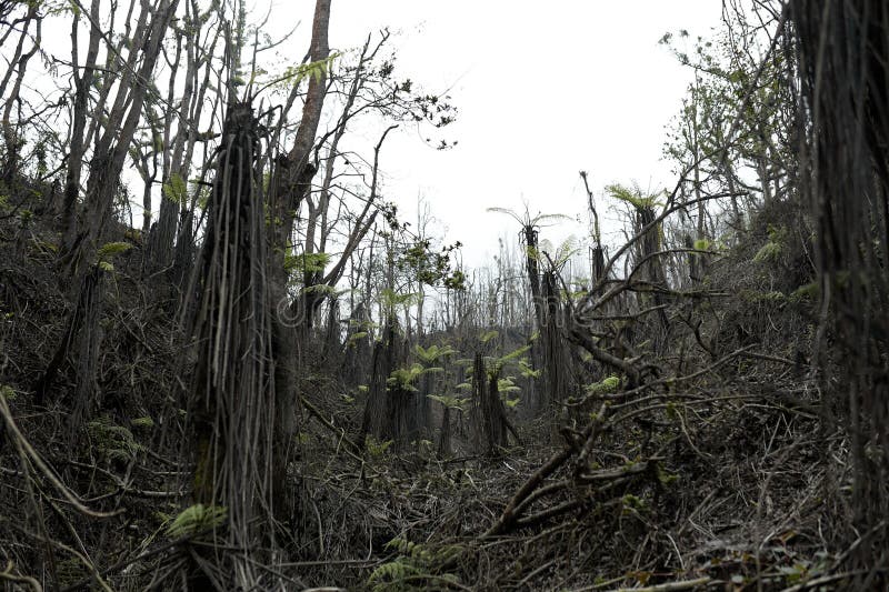 Mystical Atmosphere in a Destroyed Forest on a Volcano after an Ash ...