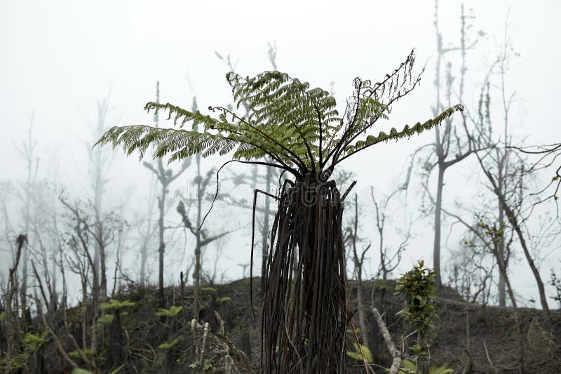 Mystical Atmosphere in a Destroyed Forest on a Volcano after an Ash ...