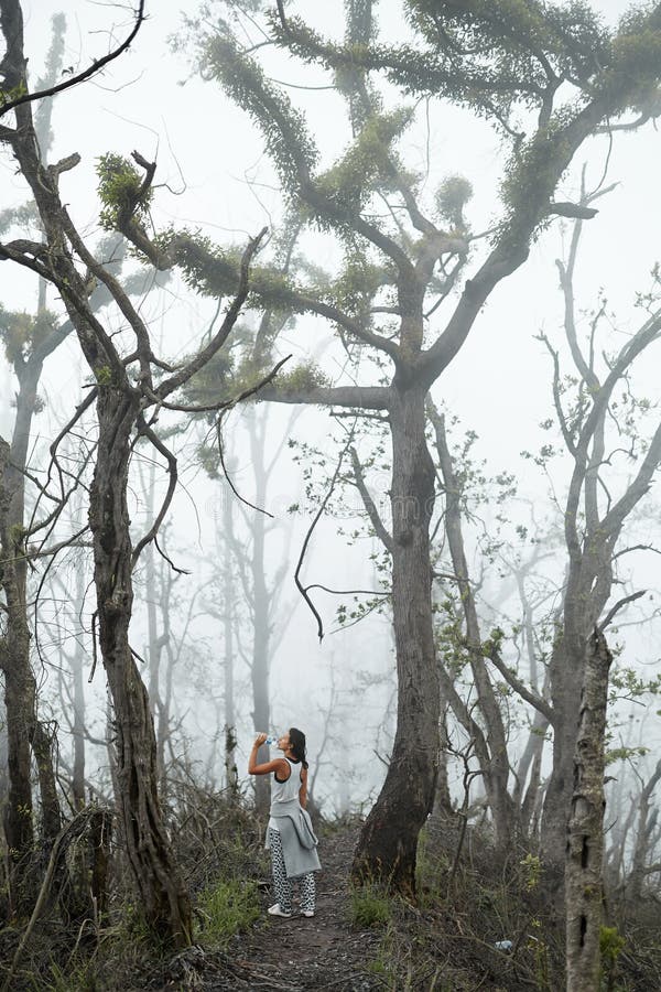 Mystical Atmosphere in a Destroyed Forest on a Volcano after an Ash Eruption. the Dead Jungle ...