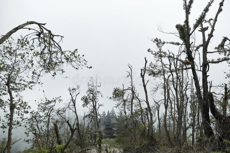 Mystical Atmosphere in a Destroyed Forest on a Volcano after an Ash ...