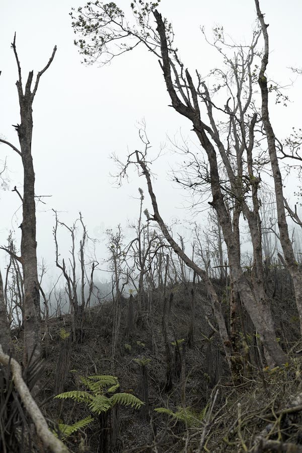 Mystical Atmosphere in a Destroyed Forest on a Volcano after an Ash ...