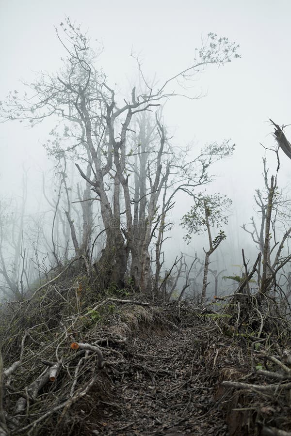 Mystical Atmosphere in a Destroyed Forest on a Volcano after an Ash ...