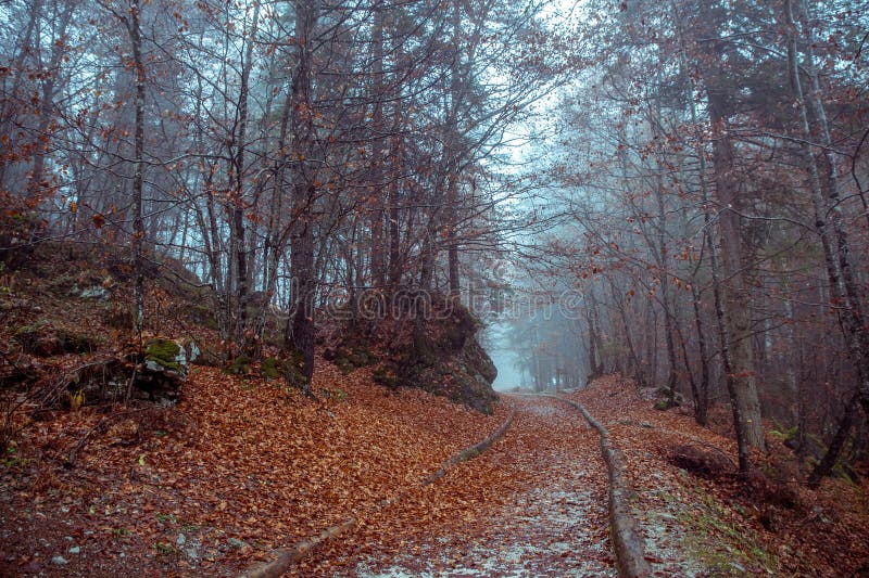 Mystical autumn forest stock image. Image of fairy, ground - 82006243