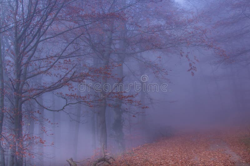 Mystical Autumn Forest stock image. Image of landscape - 62253319