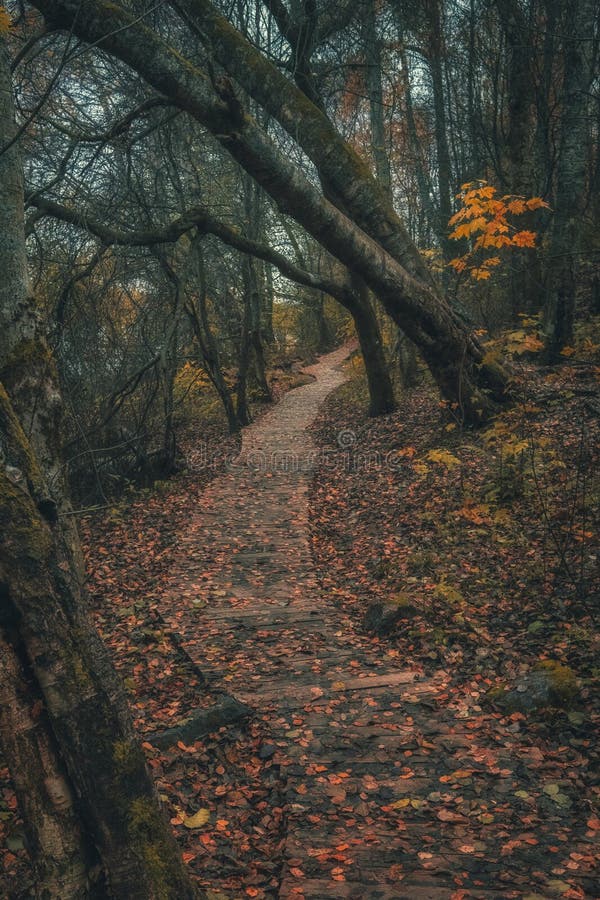 Mystical autumn forest stock image. Image of mysterious - 199683717