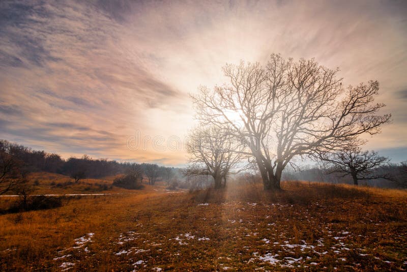 Mystical Autumn Forest with Sun Rays Stock Image - Image of field ...